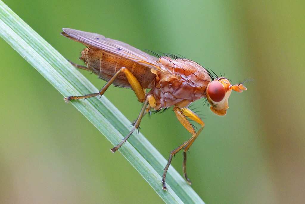 Tree Fly (Dryomyza anilis) (2) - Photos of nature's beauty and wonders
