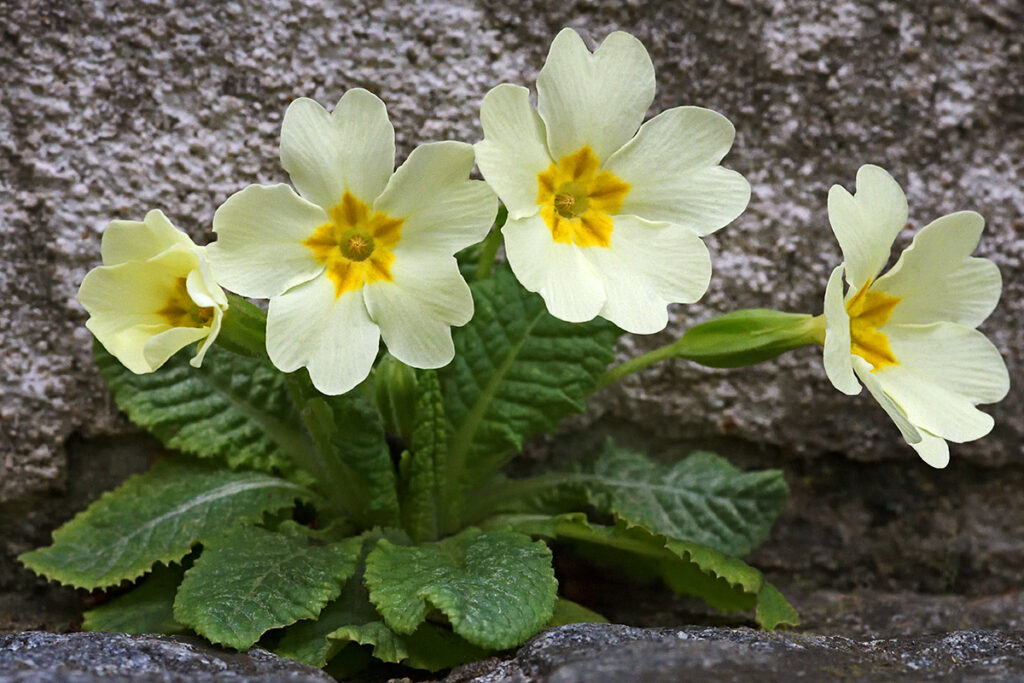 Primrose (Primula vulgaris) (1) - Photos of nature's beauty and wonders